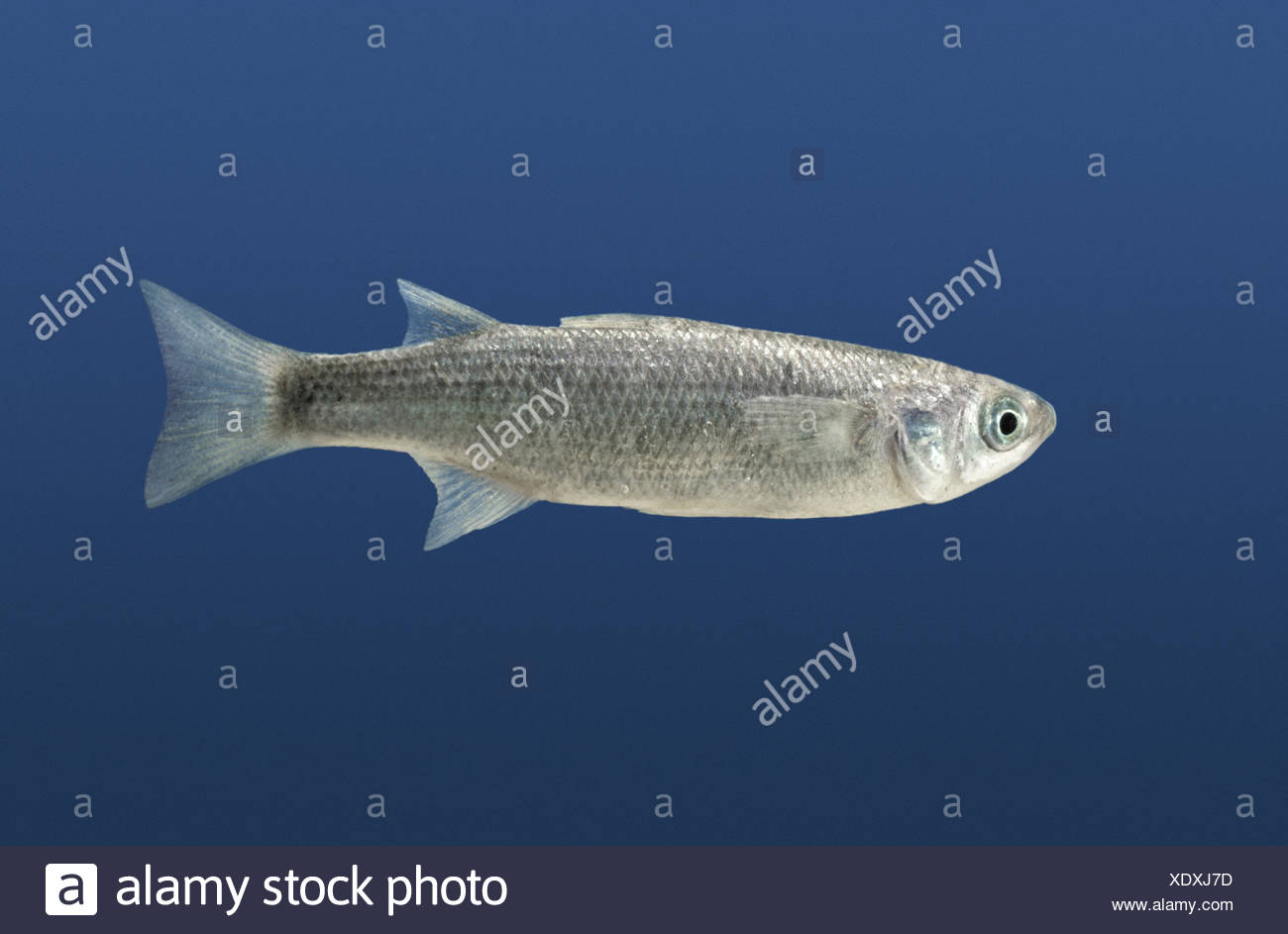 Grey Mullet Fish High Resolution Stock Photography and Images - Alamy
