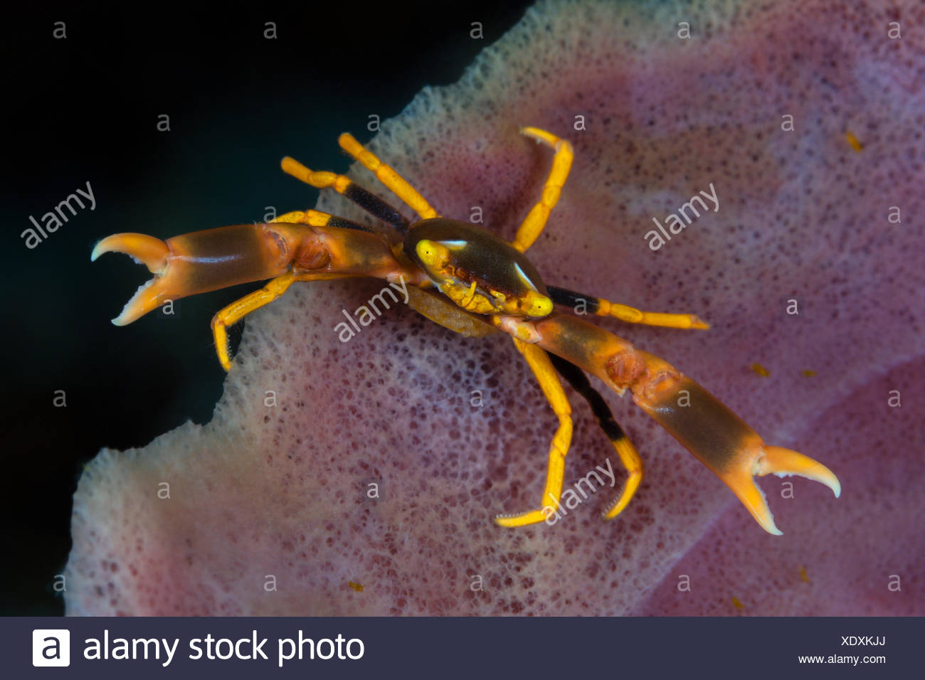 Trapezia Crab High Resolution Stock Photography and Images - Alamy