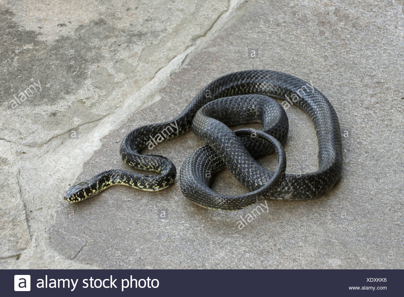 Whipsnakes High Resolution Stock Photography and Images - Alamy
