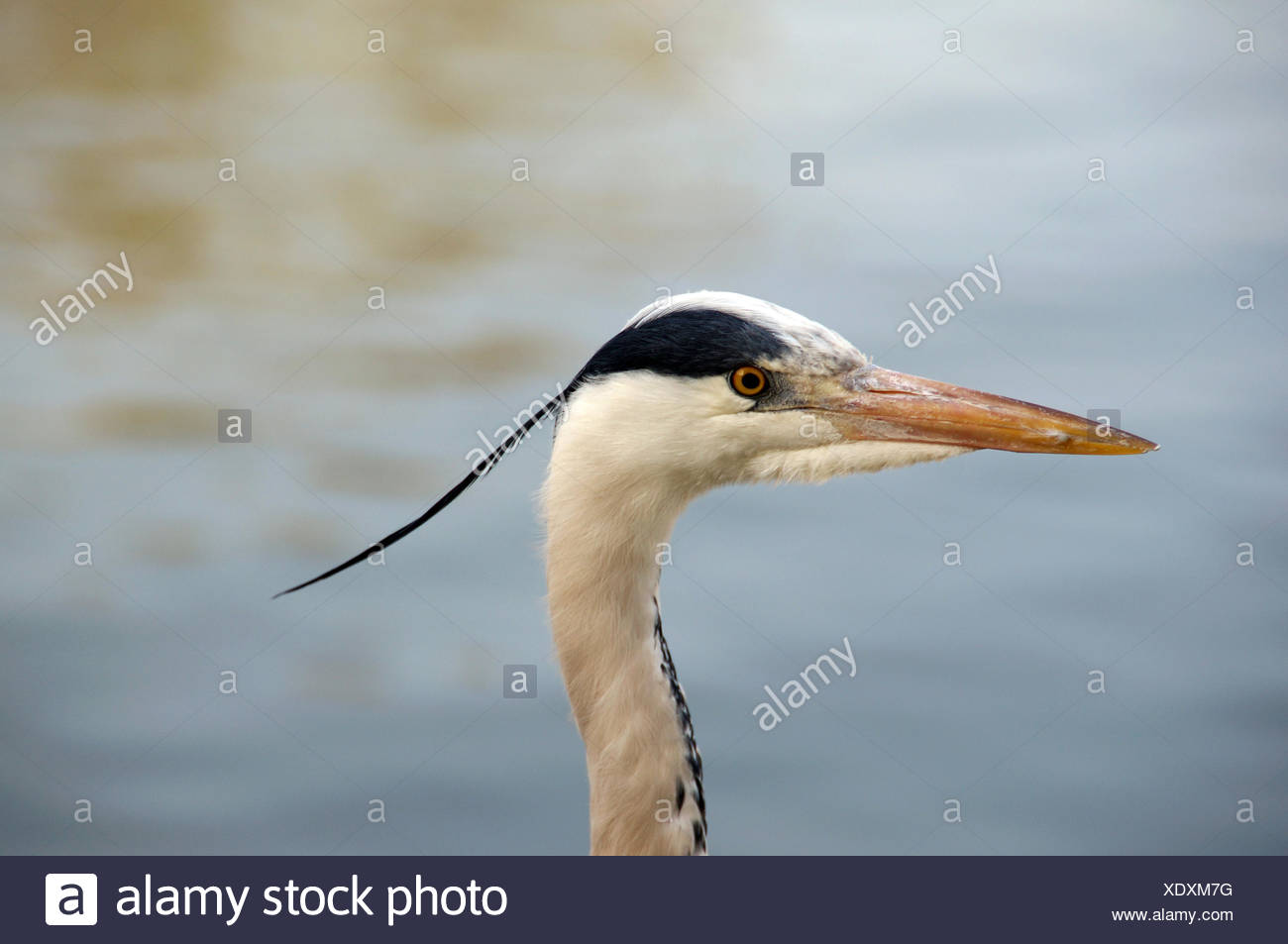 Herons Head High Resolution Stock Photography and Images - Alamy