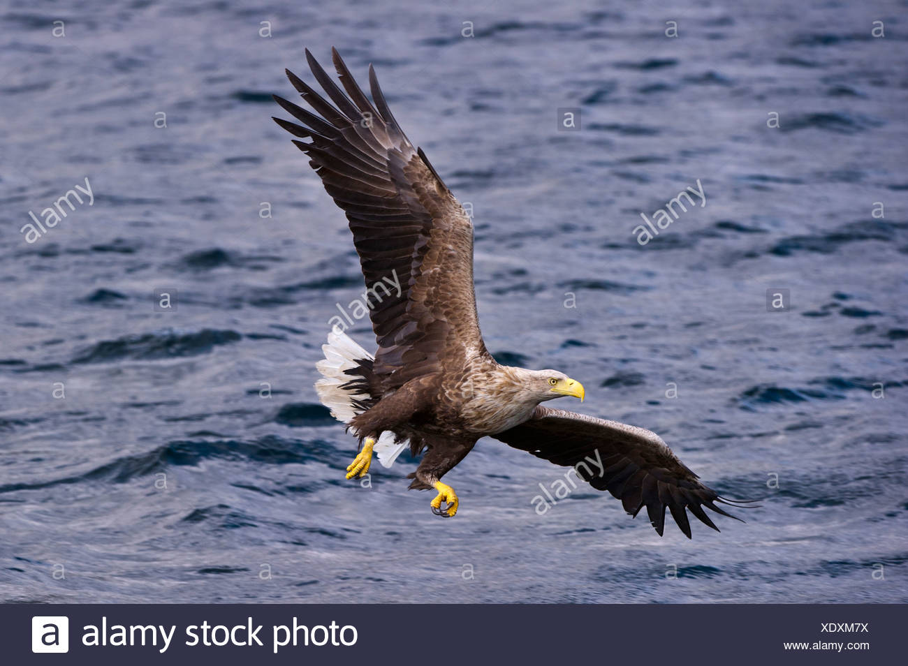 Reintroduced Eagle Scotland Stock Photos & Reintroduced Eagle Scotland ...