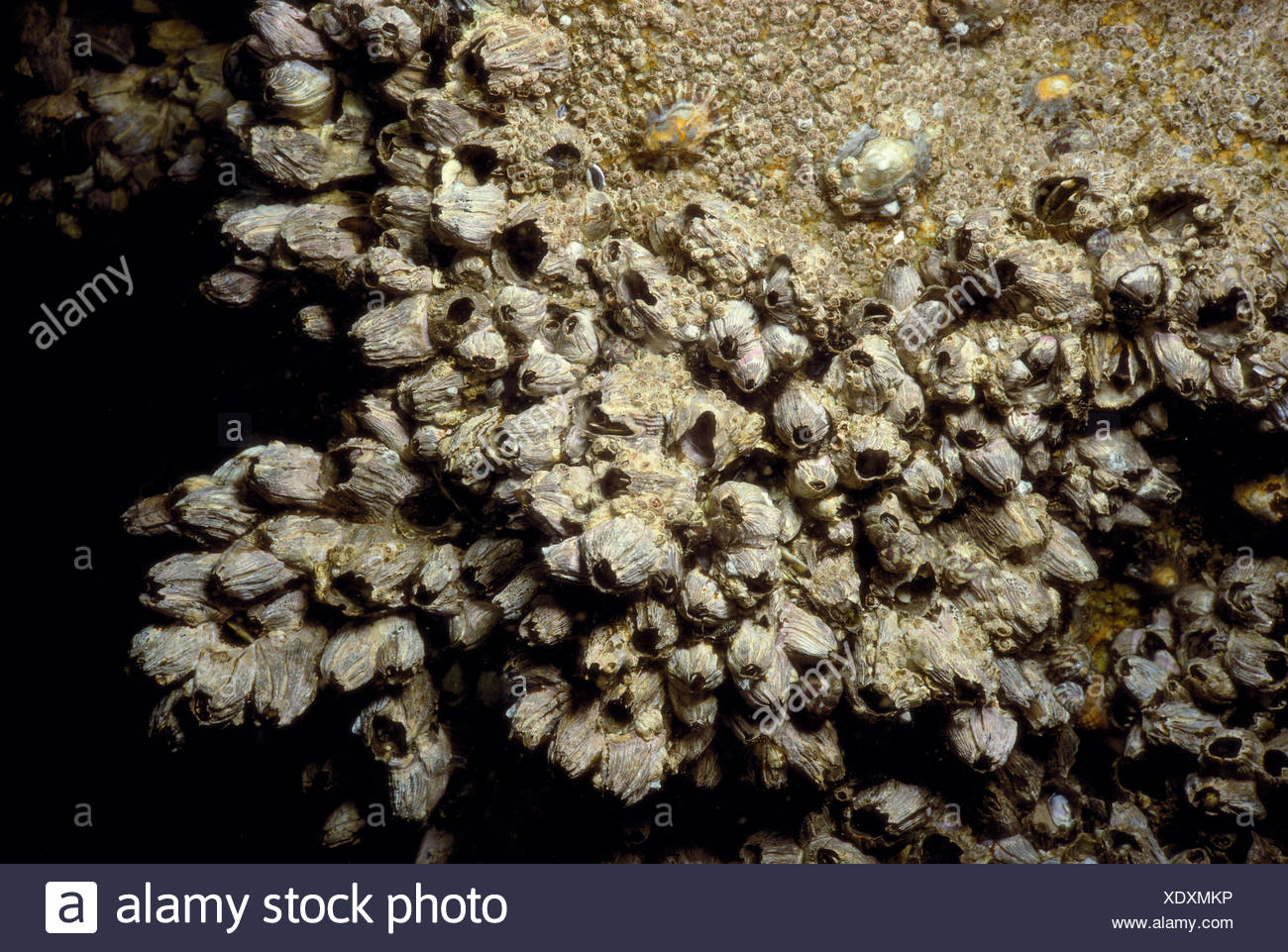 Balanus Balanoides Stock Photos & Balanus Balanoides Stock Images - Alamy