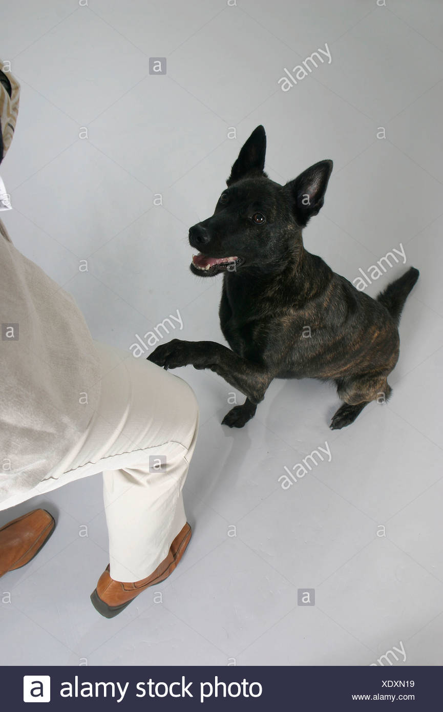 Dutch Herder High Resolution Stock Photography and Images - Alamy