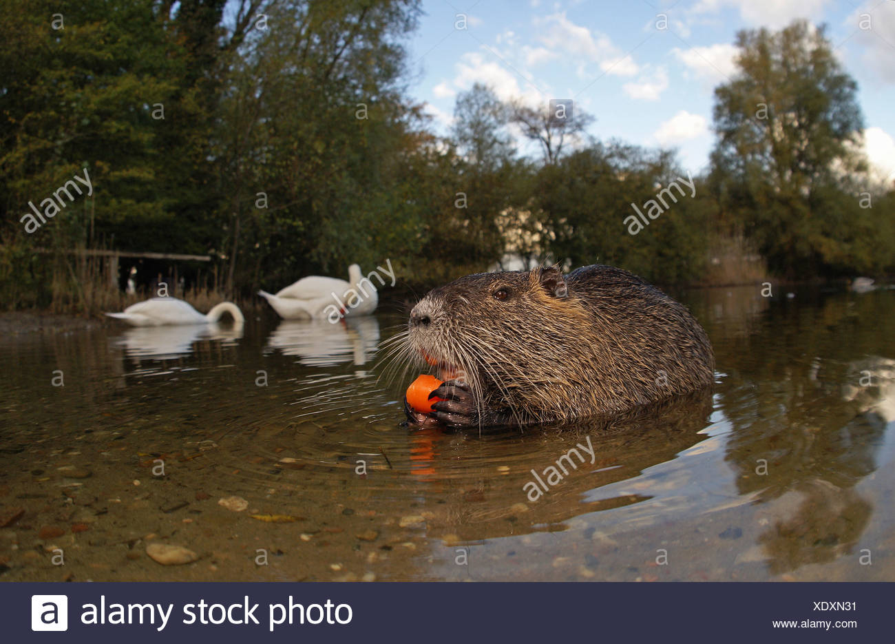 Myocastor Coypus Stock Photos & Myocastor Coypus Stock Images - Alamy