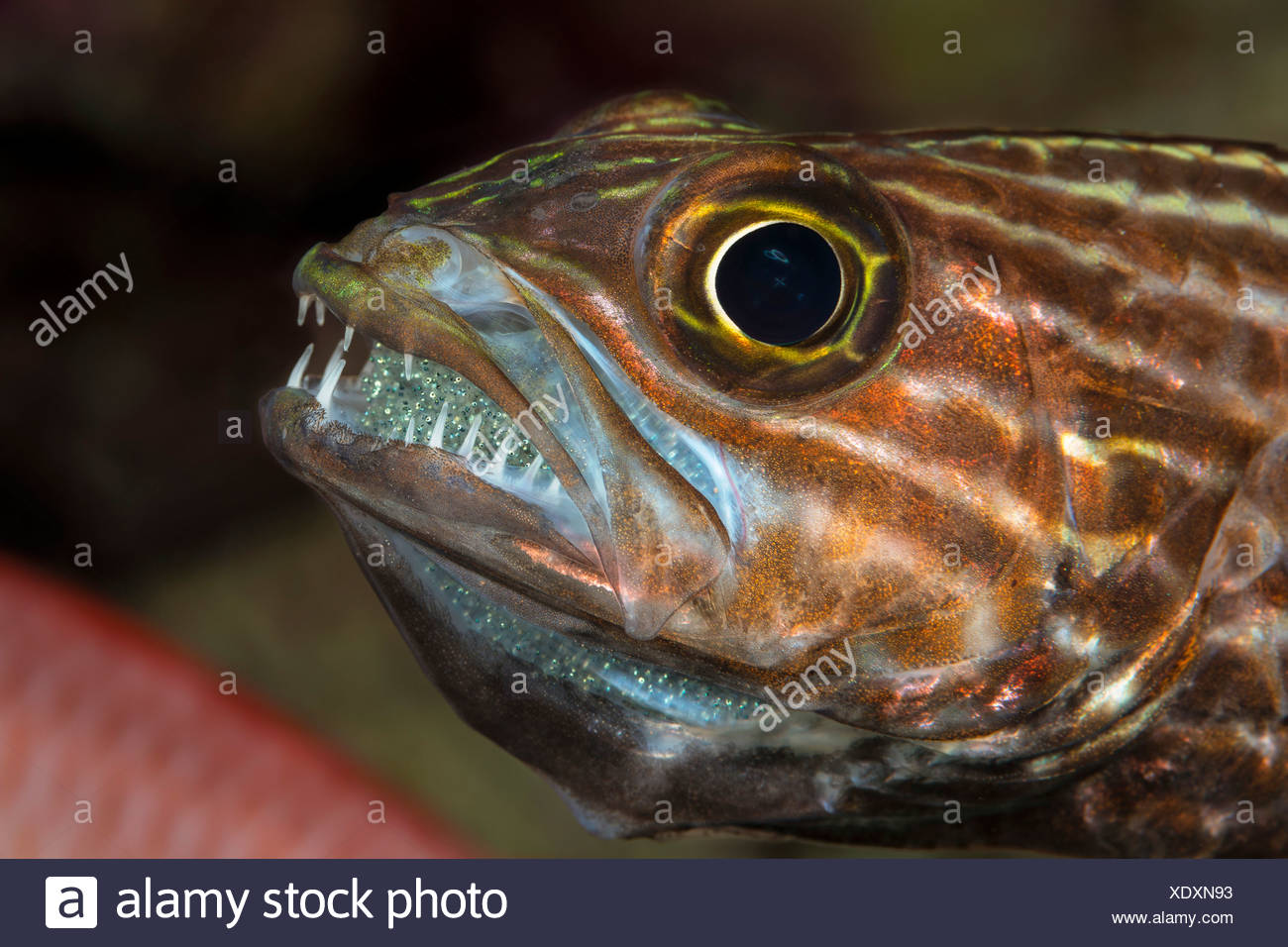 Mouth Breeding Fish High Resolution Stock Photography and Images - Alamy