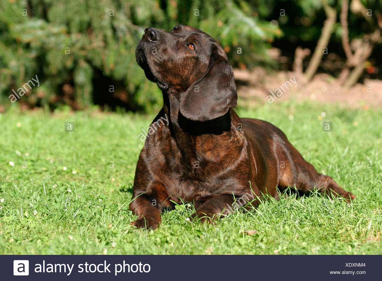 Hanoverian Hound High Resolution Stock Photography and Images - Alamy