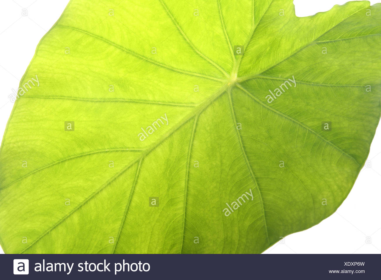 Taro Stalk High Resolution Stock Photography and Images - Alamy