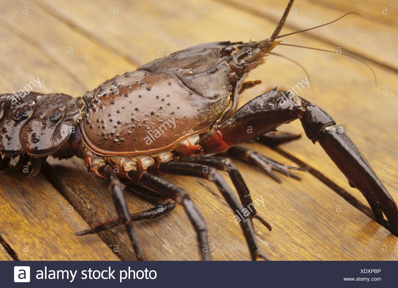 Yabby Stock Photos & Yabby Stock Images - Alamy