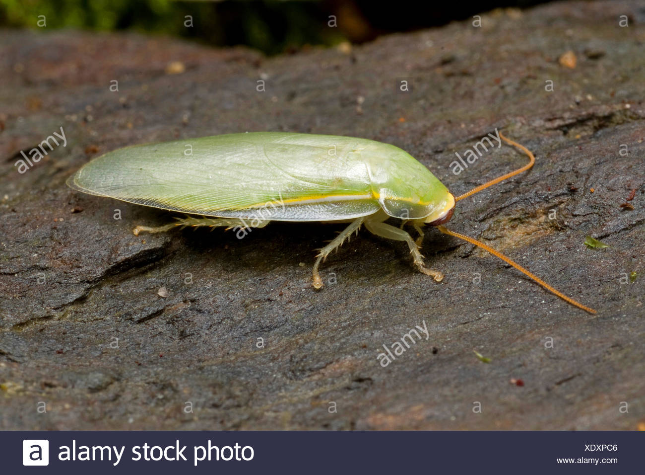 Cockroach Stock Photos & Cockroach Stock Images - Alamy