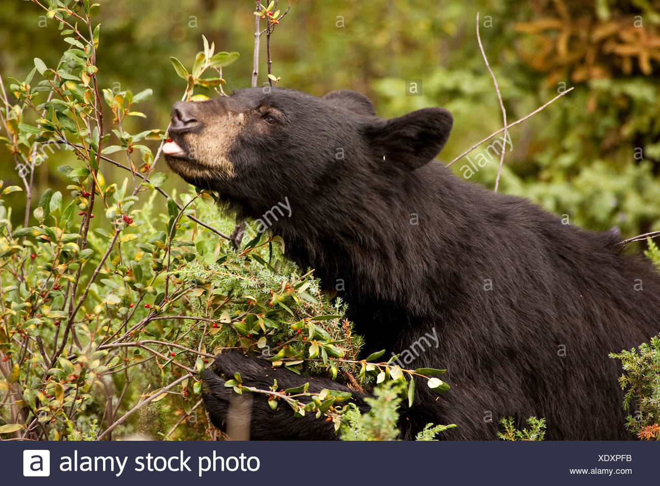 Bear Eating Berries High Resolution Stock Photography and Images - Alamy