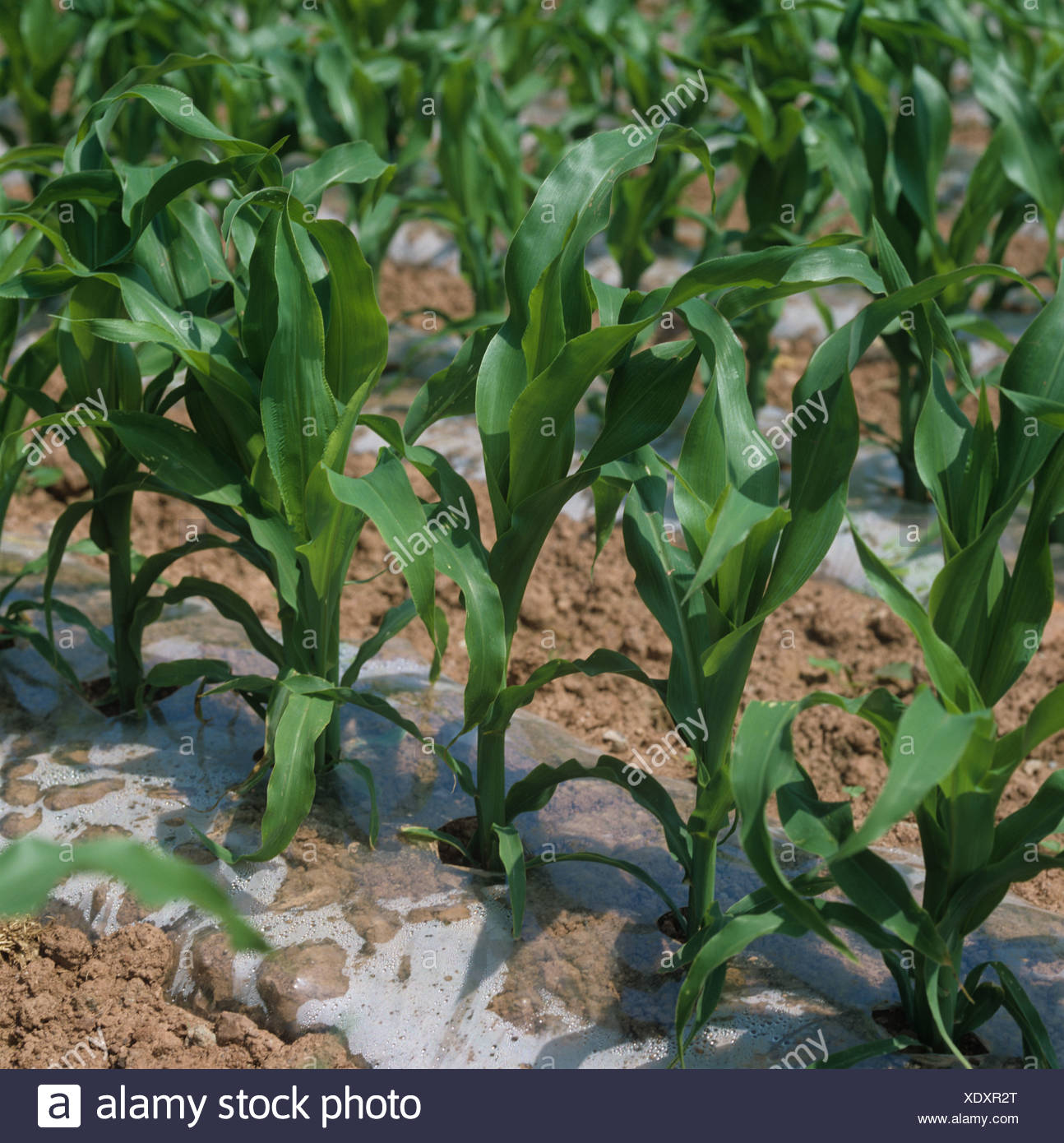 Maize Crop Plastic High Resolution Stock Photography and Images - Alamy
