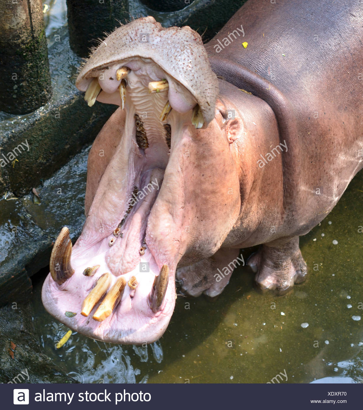 Behemoth High Resolution Stock Photography and Images - Alamy