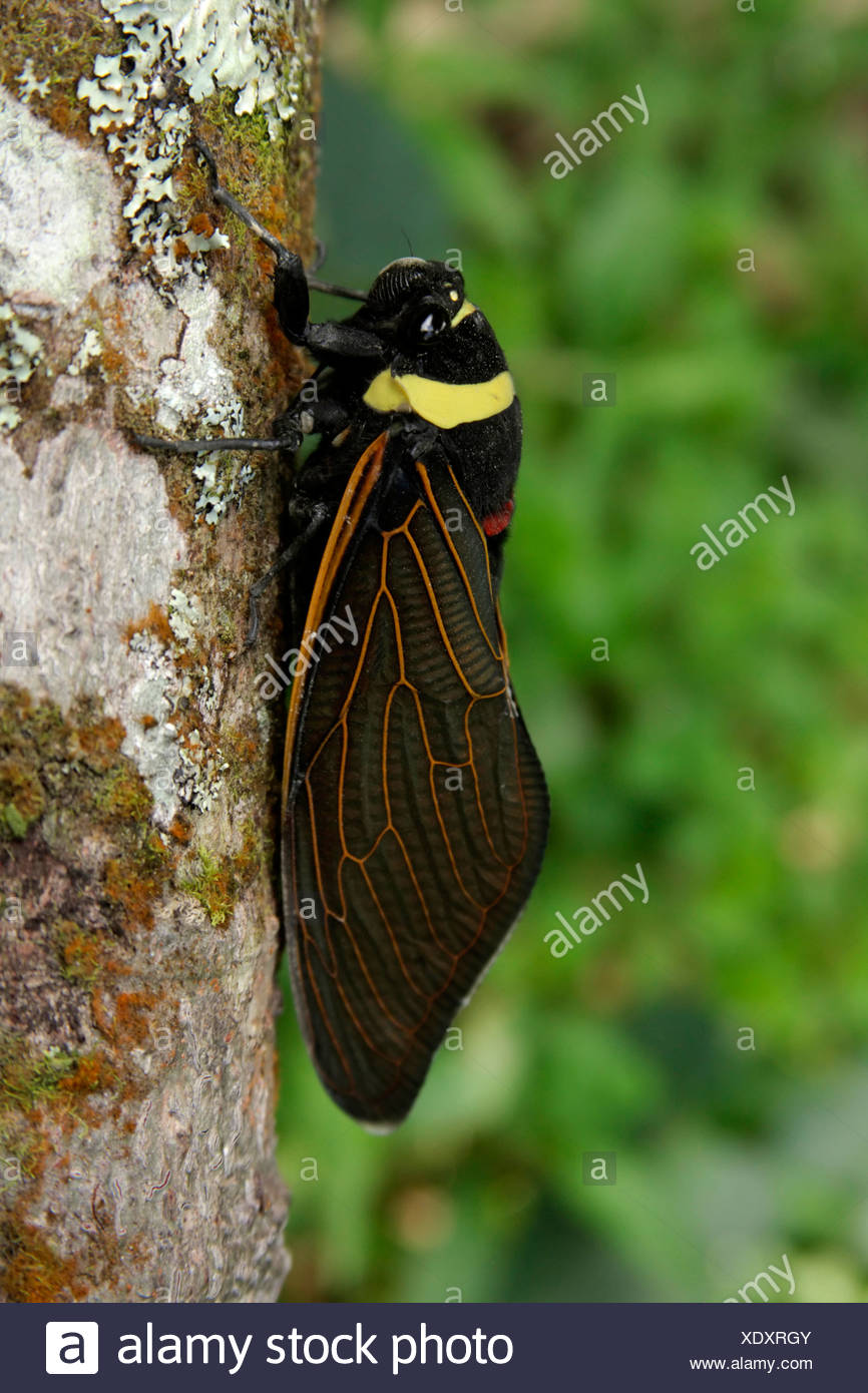 Empress Cicada High Resolution Stock Photography and Images - Alamy