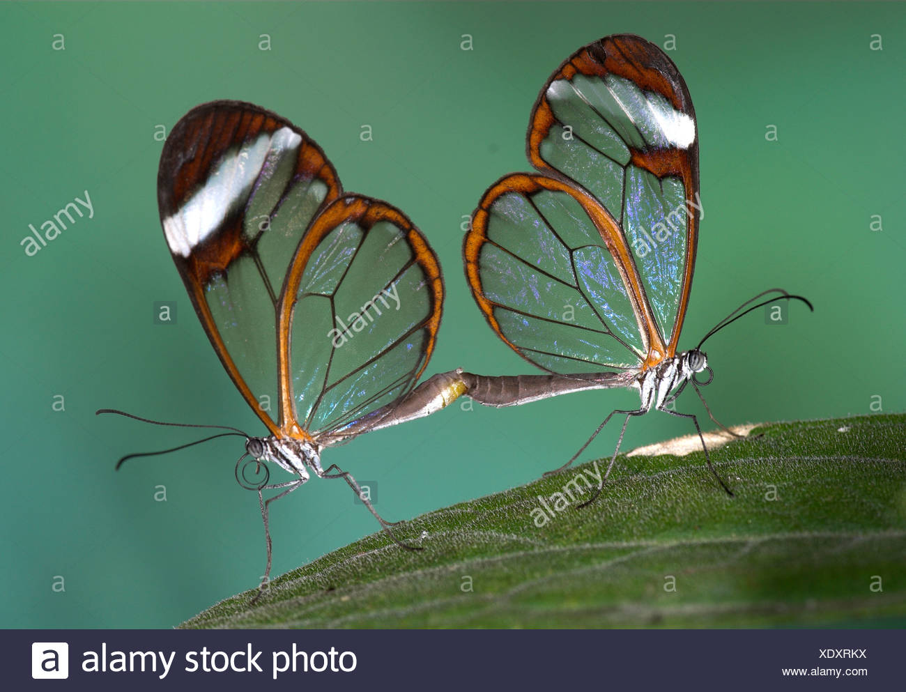 Greta Oto High Resolution Stock Photography and Images - Alamy