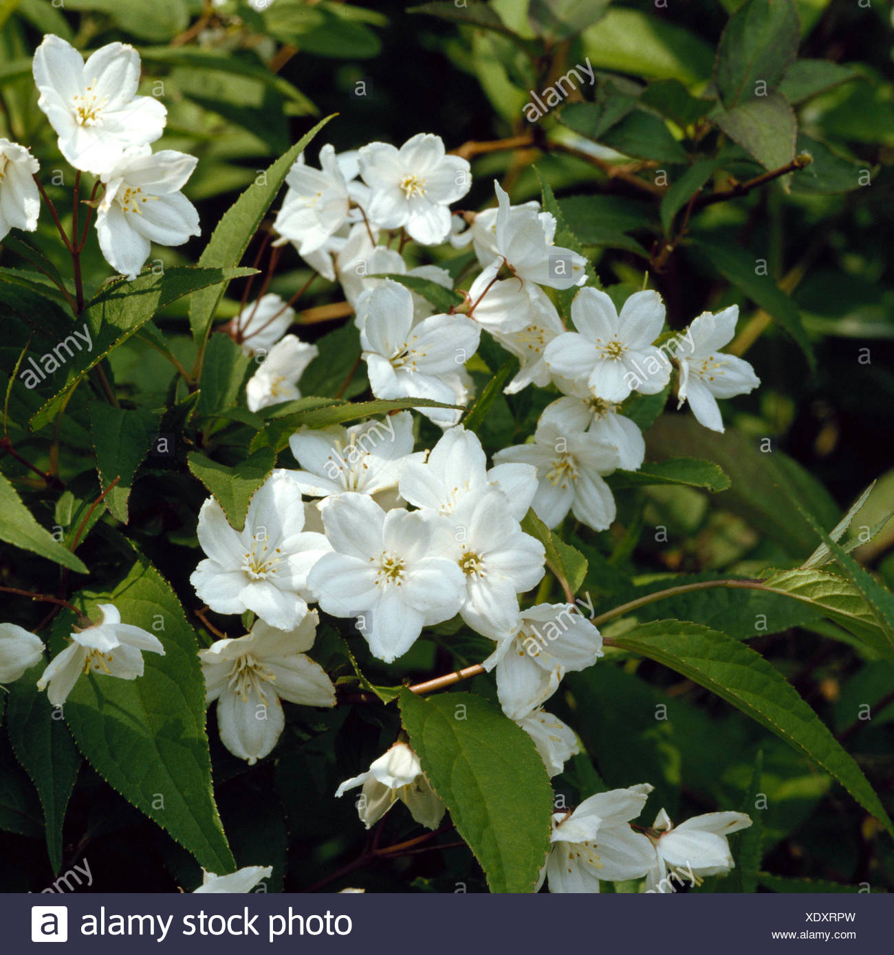 Deutzia Gracilis Stock Photos & Deutzia Gracilis Stock Images - Alamy