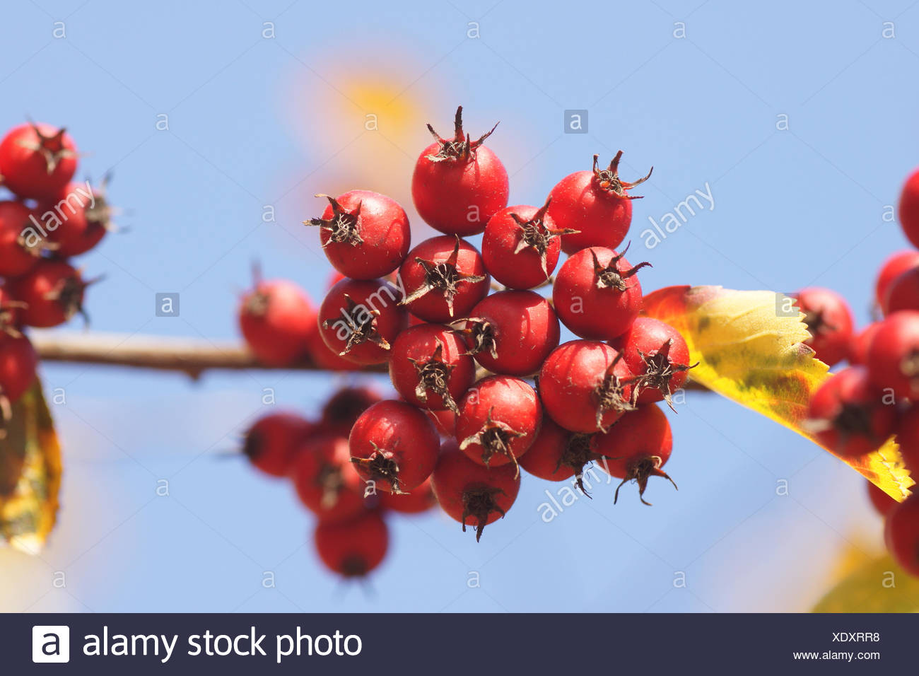 Cockspur Hawthorn Crataegus Crus Galli High Resolution Stock ...