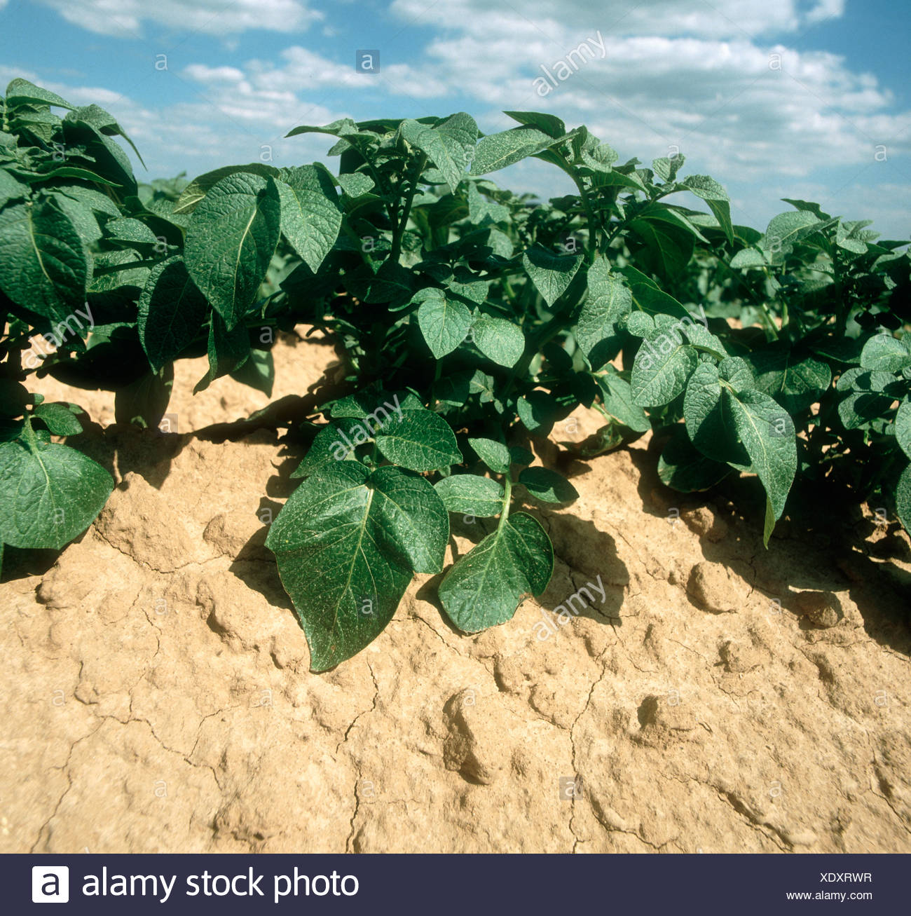 Ridged Leaves High Resolution Stock Photography and Images - Alamy