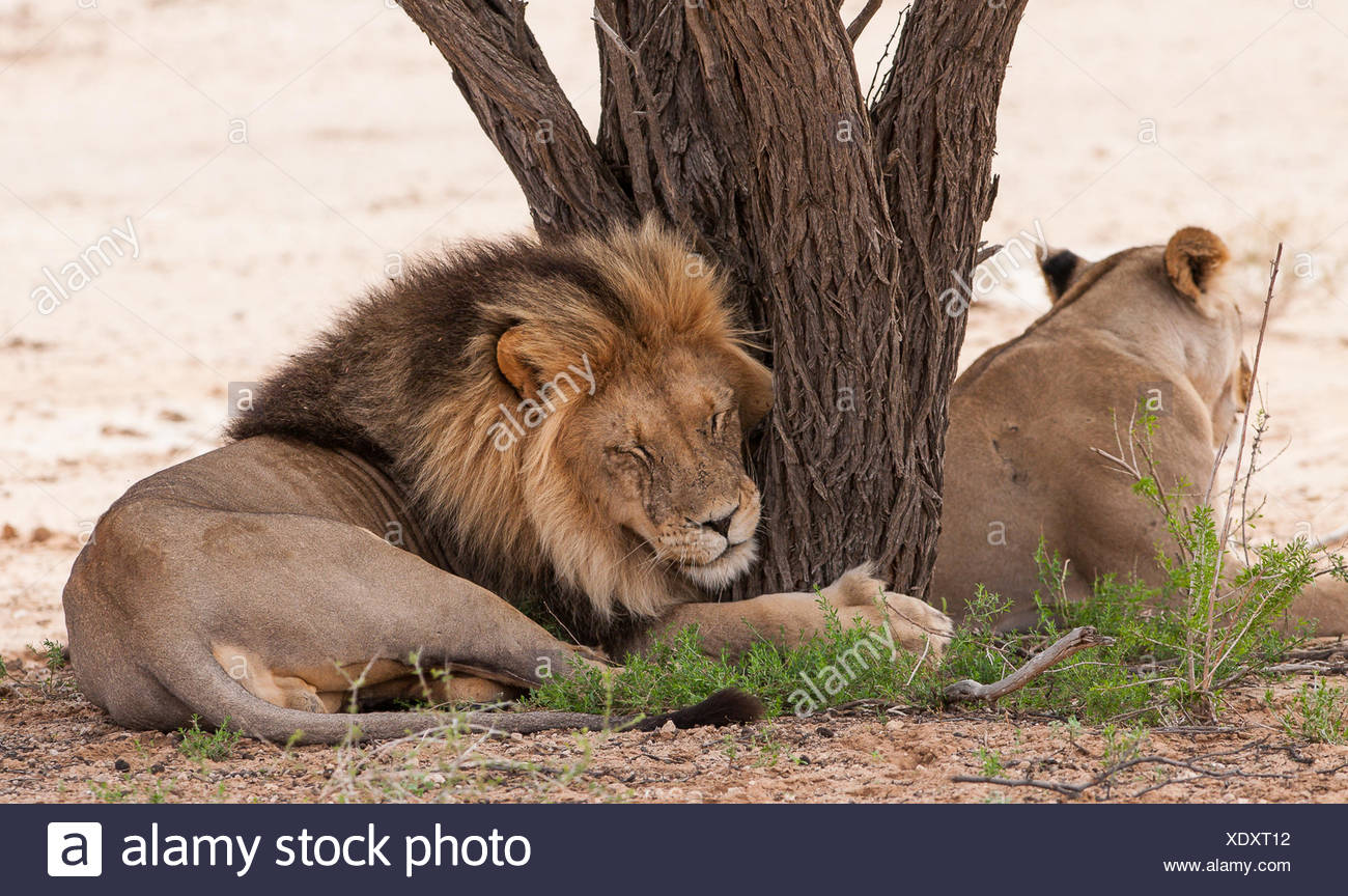 Lion And Tree High Resolution Stock Photography and Images - Alamy