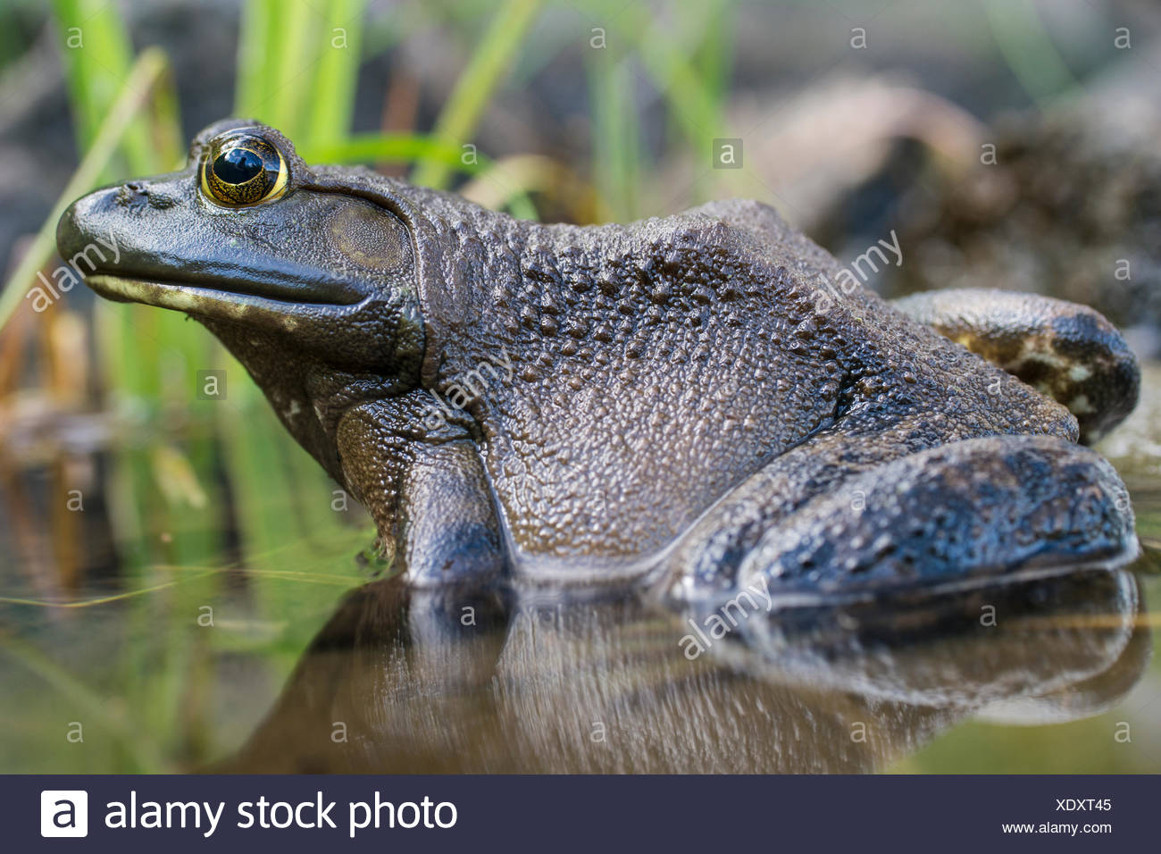 Half Frog High Resolution Stock Photography and Images - Alamy