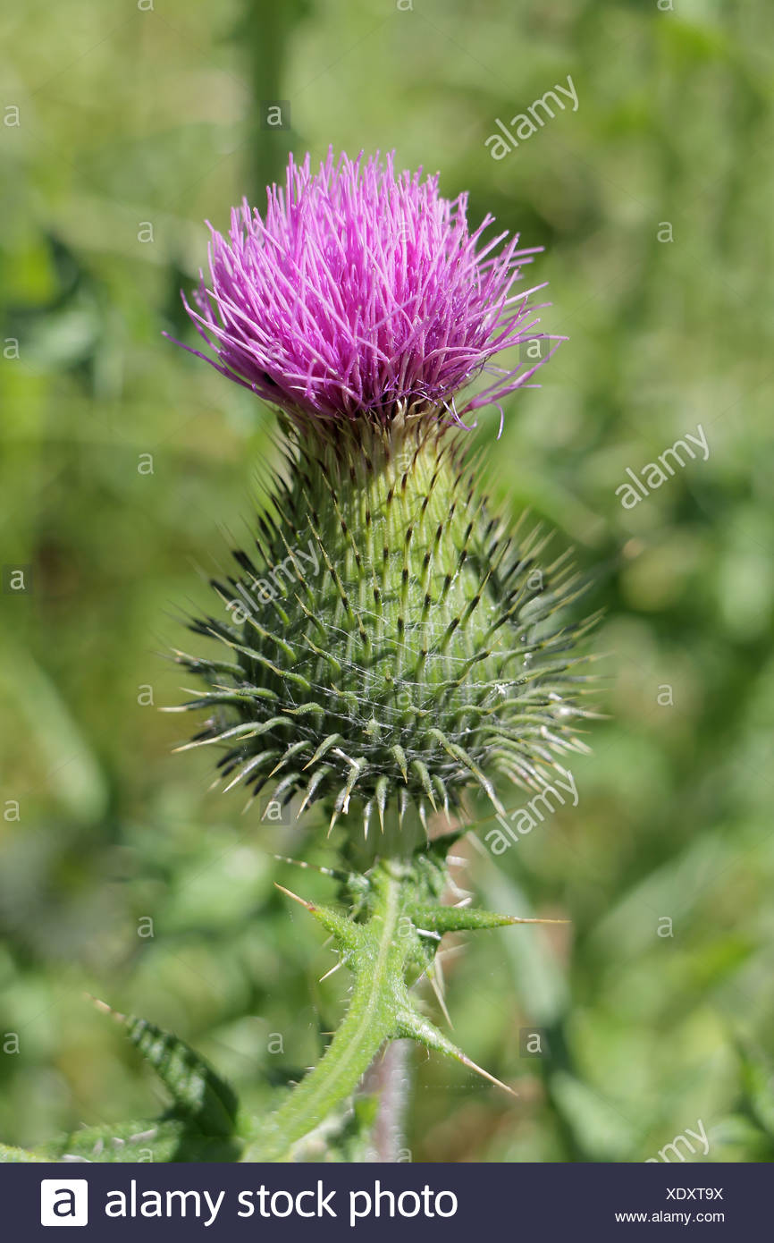 Scottish Thistle High Resolution Stock Photography and Images - Alamy