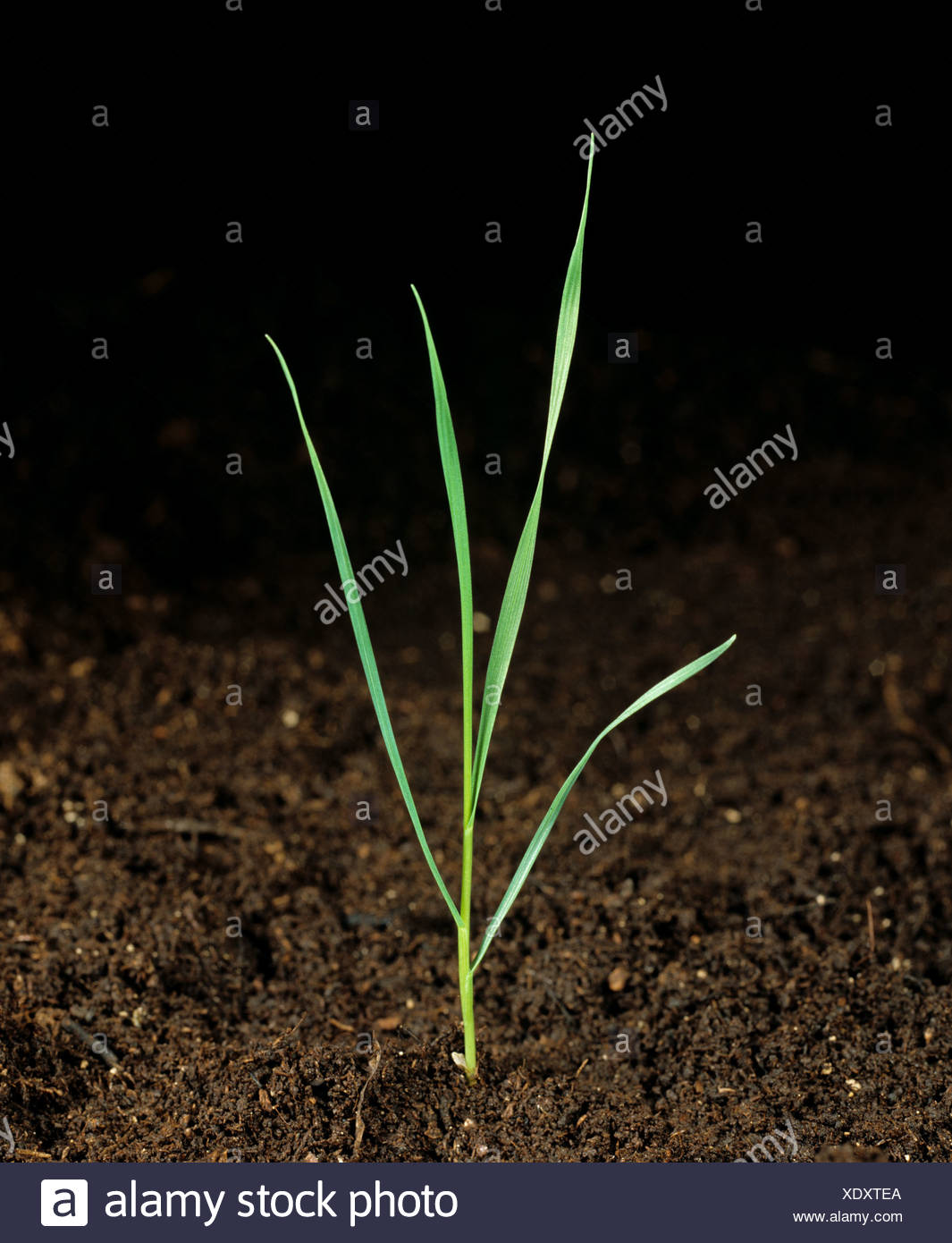 Four Leaf Grass High Resolution Stock Photography and Images - Alamy