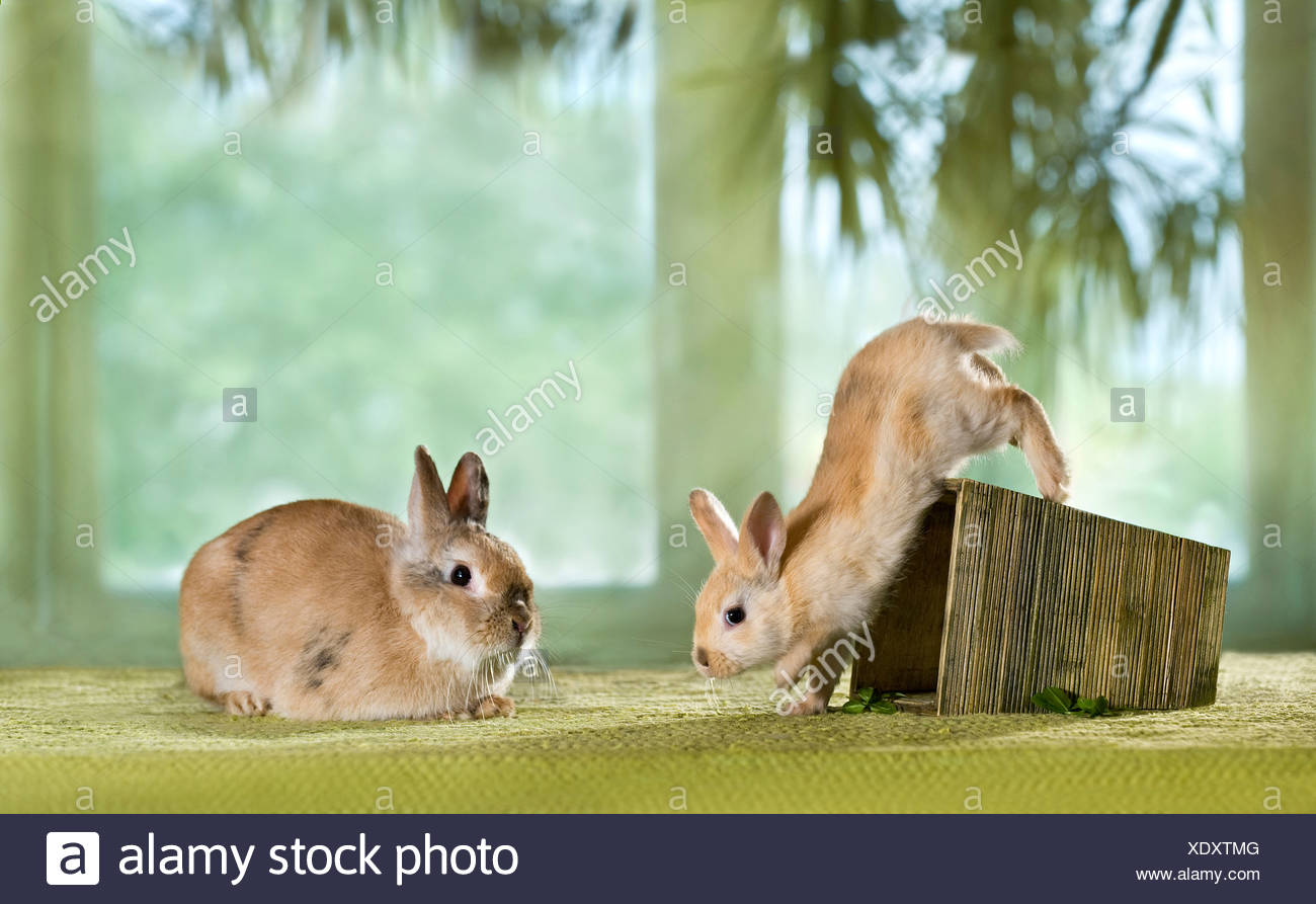 Leaping Rabbit Stock Photos & Leaping Rabbit Stock Images - Alamy