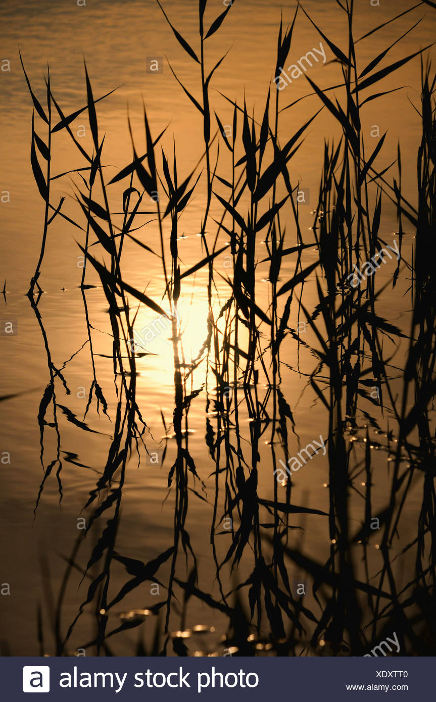 Phragmites Australis Australis High Resolution Stock Photography and ...