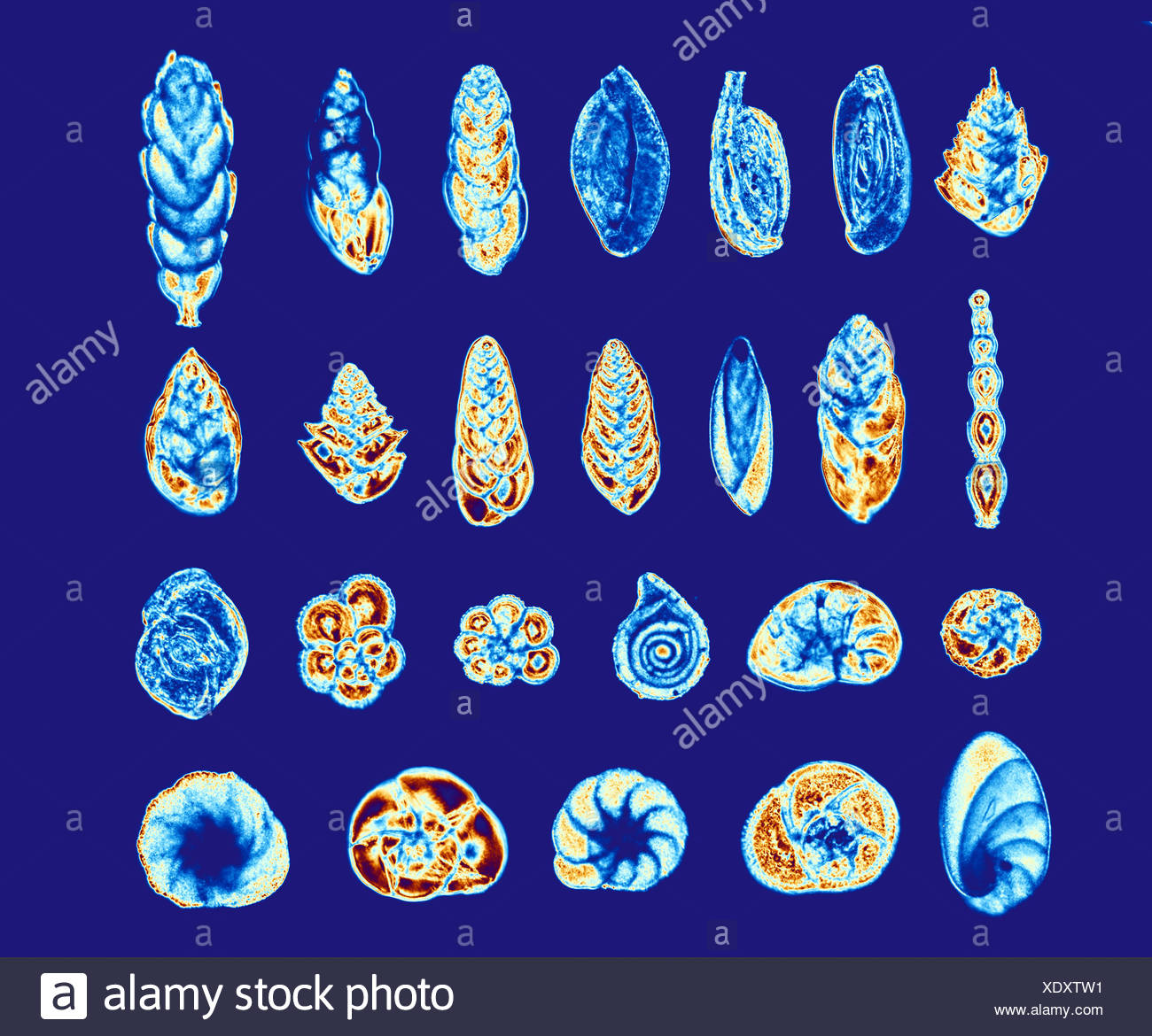 Rhizarian High Resolution Stock Photography and Images - Alamy