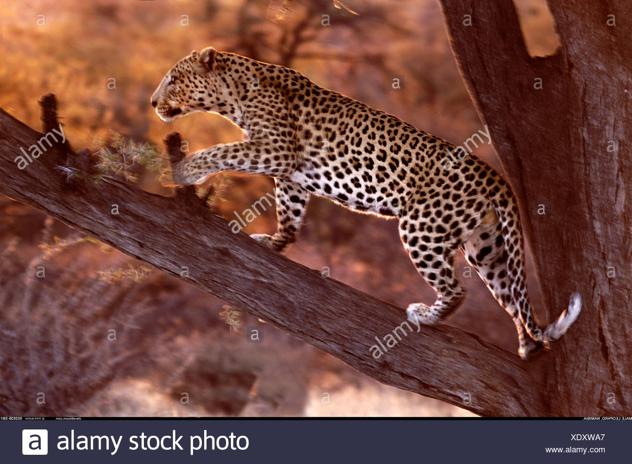Leopard 1 High Resolution Stock Photography and Images - Alamy