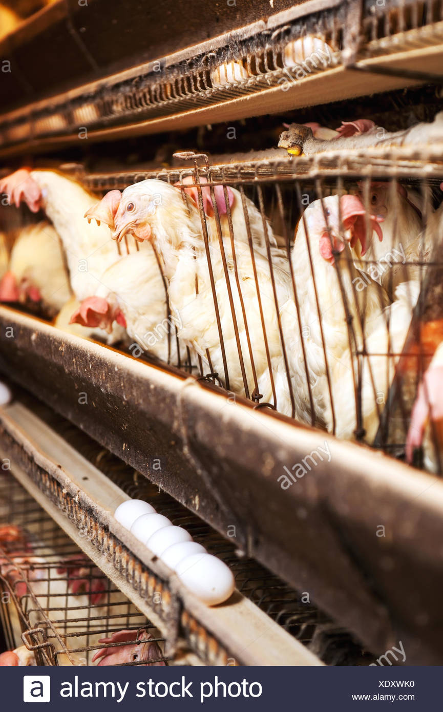 Battery Cages Chickens High Resolution Stock Photography and Images - Alamy