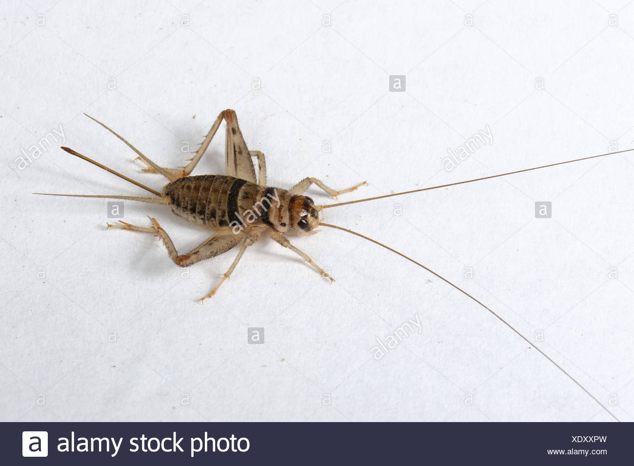 House Crickets High Resolution Stock Photography and Images - Alamy