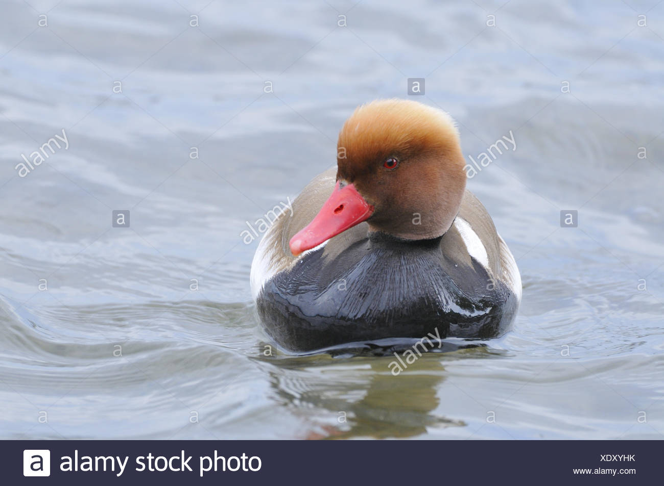 Red Crested Pochards Stock Photos & Red Crested Pochards Stock Images ...