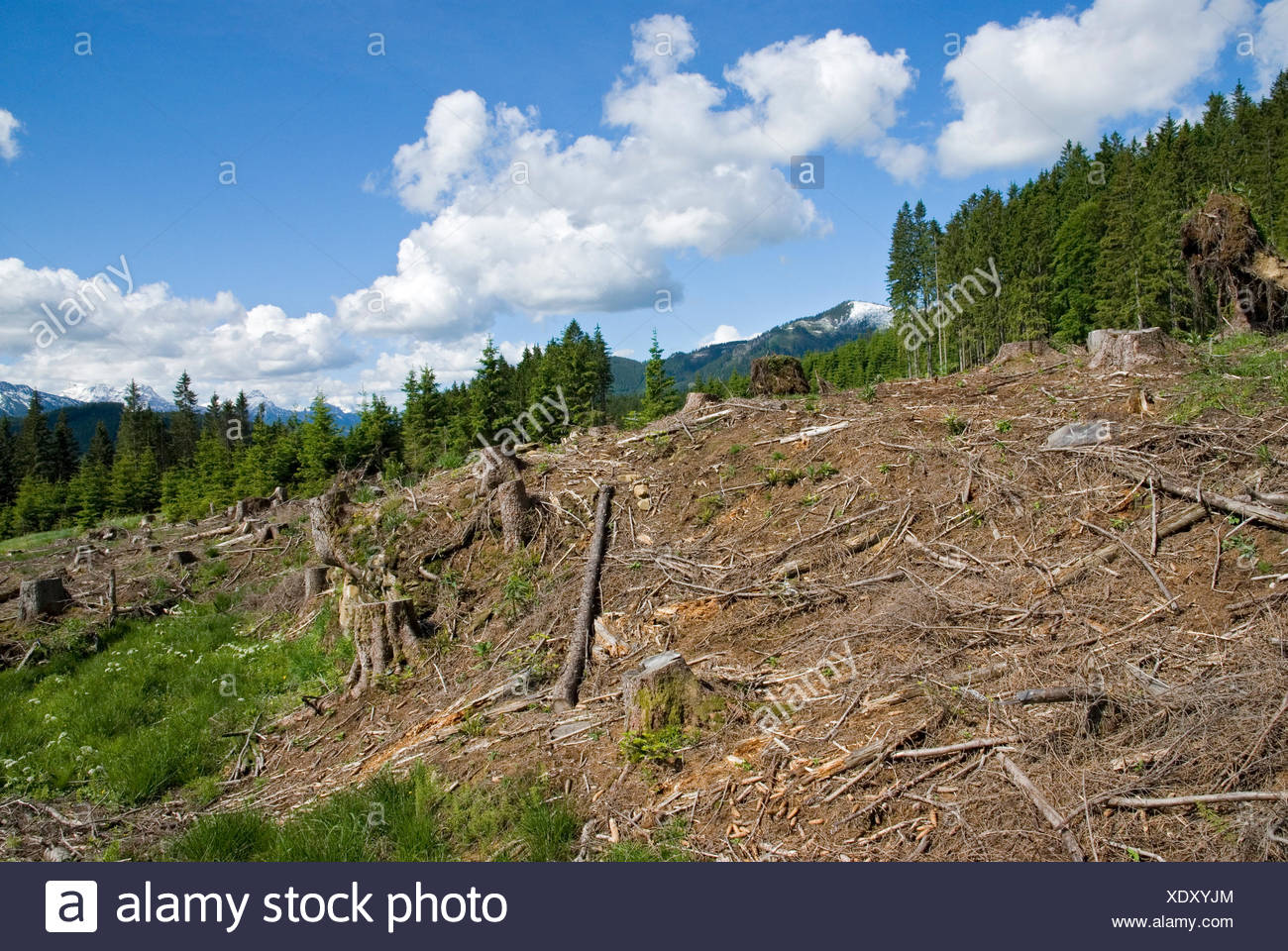 Clear Cutting High Resolution Stock Photography and Images - Alamy