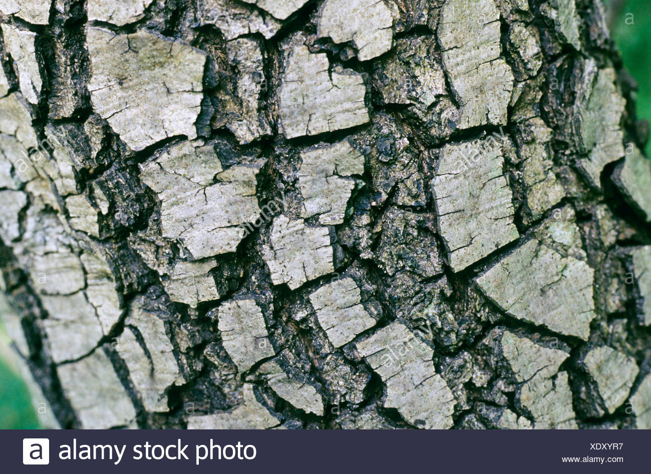 Quercus Rotundifolia High Resolution Stock Photography and Images - Alamy