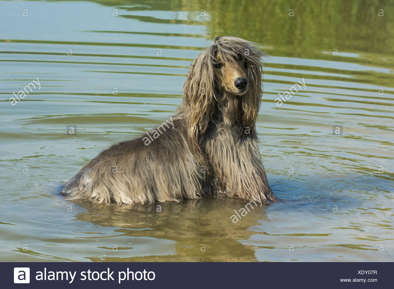 Afghane Afghanischer Windhund Hund High Resolution Stock Photography ...