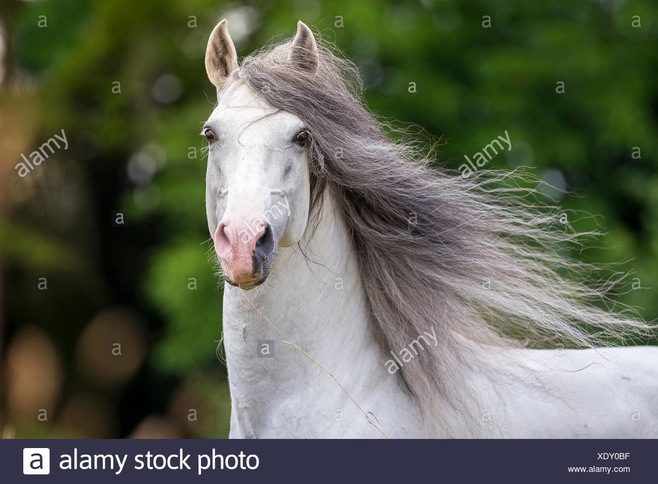 Gray Grey Head High Resolution Stock Photography and Images - Alamy