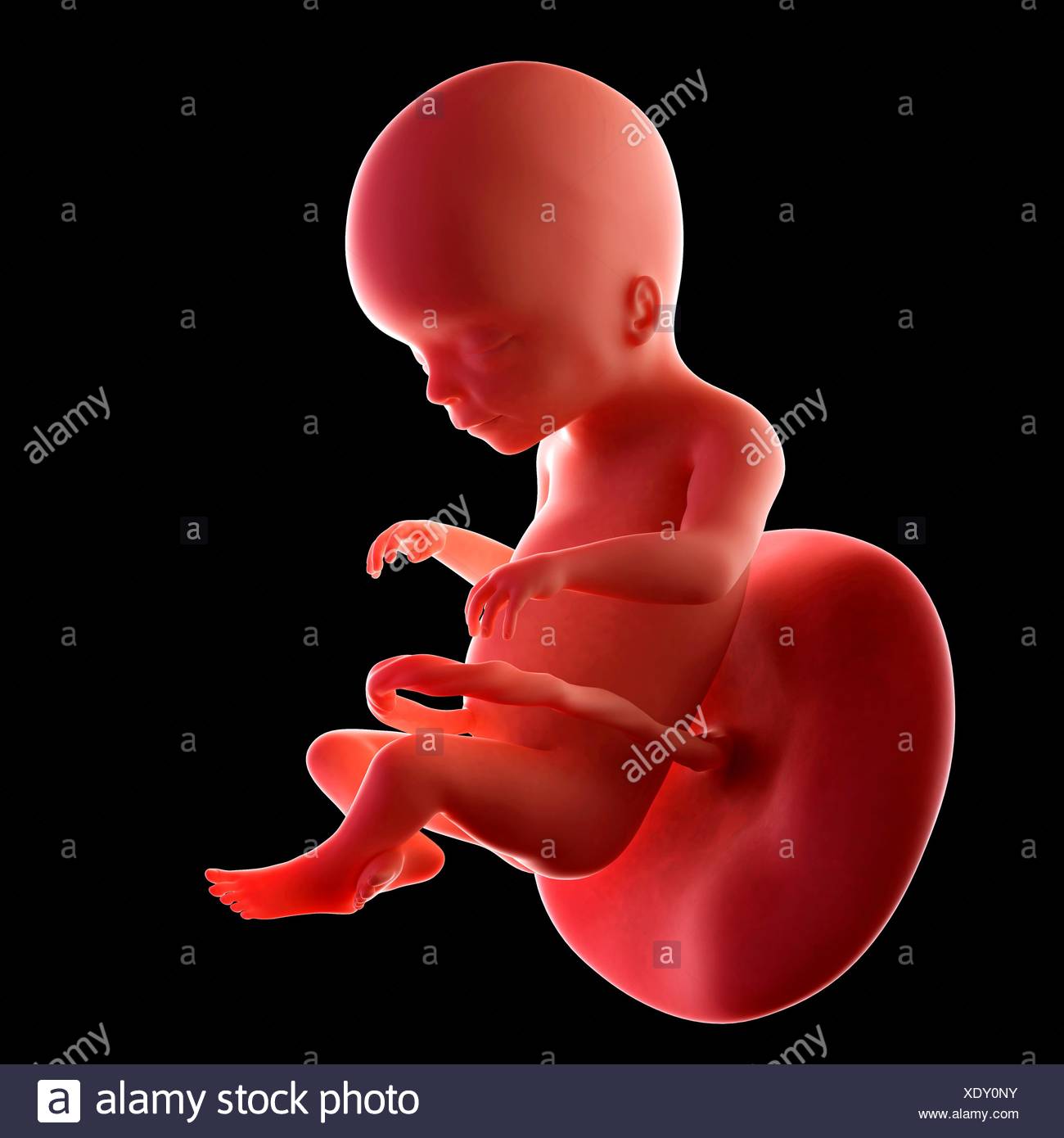 Fetus 20 Weeks Stock Photos & Fetus 20 Weeks Stock Images - Alamy