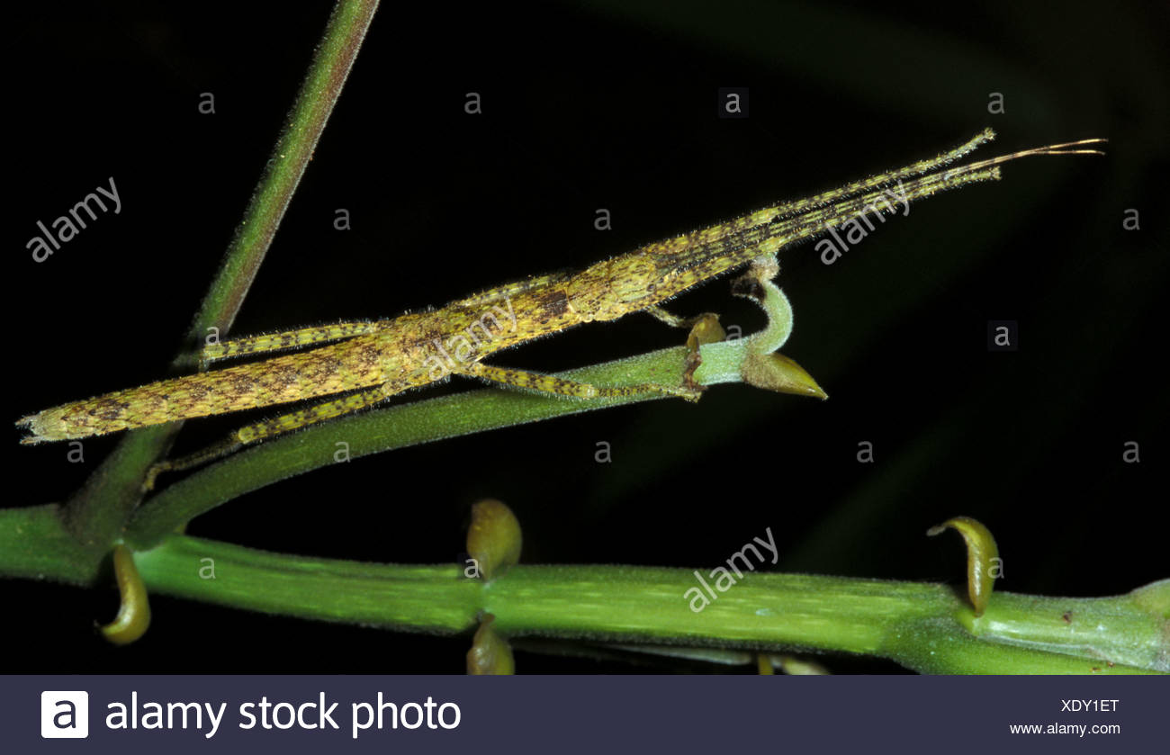 Phasmatidae Stock Photos & Phasmatidae Stock Images - Alamy