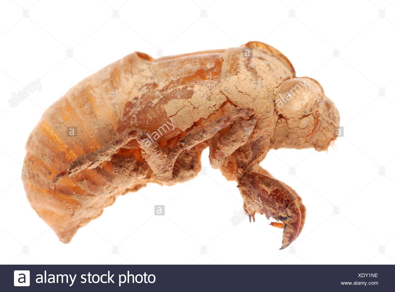 Cicada Life Cycle Stock Photos & Cicada Life Cycle Stock Images - Alamy