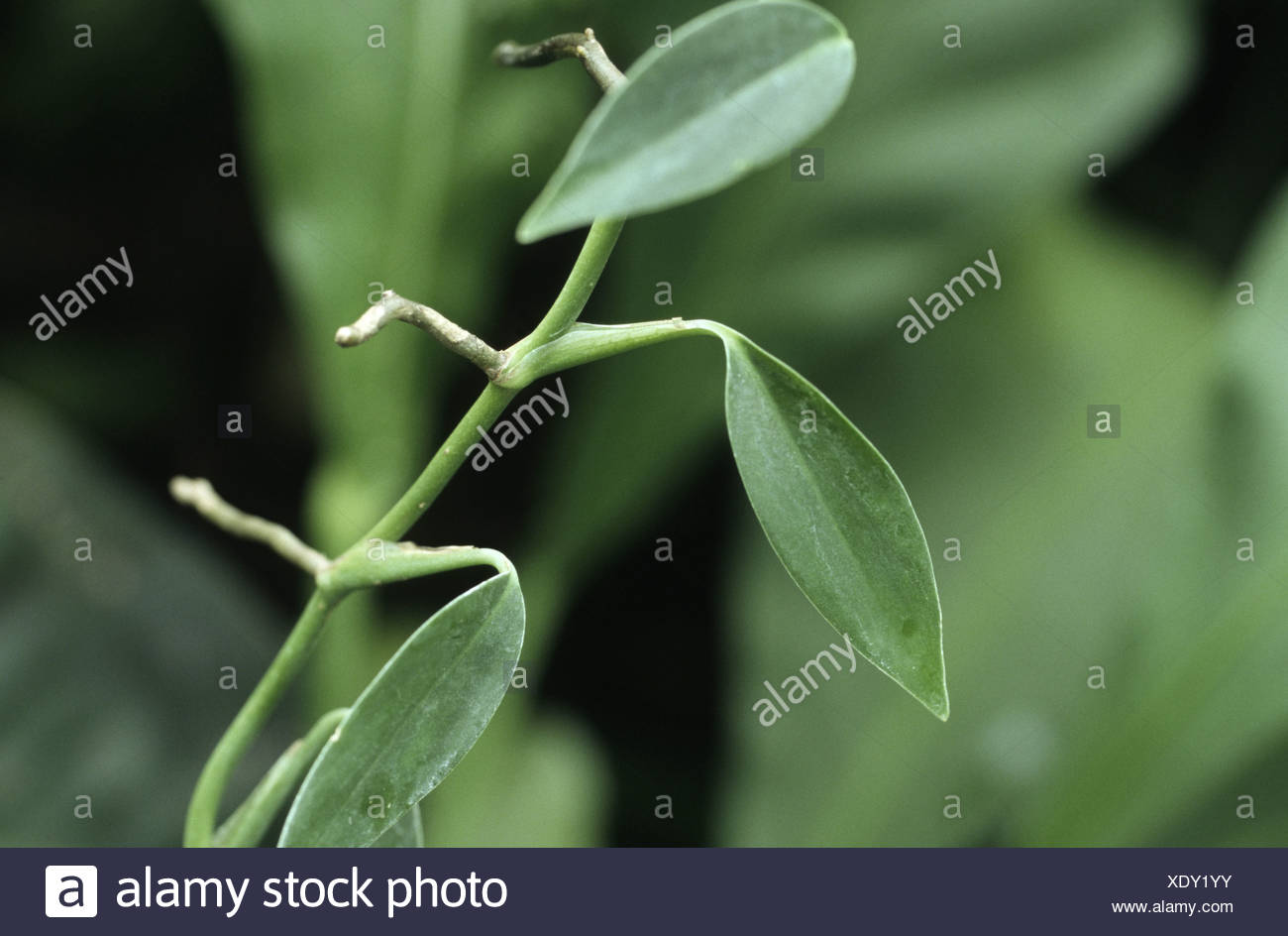 Scindapsus High Resolution Stock Photography and Images - Alamy