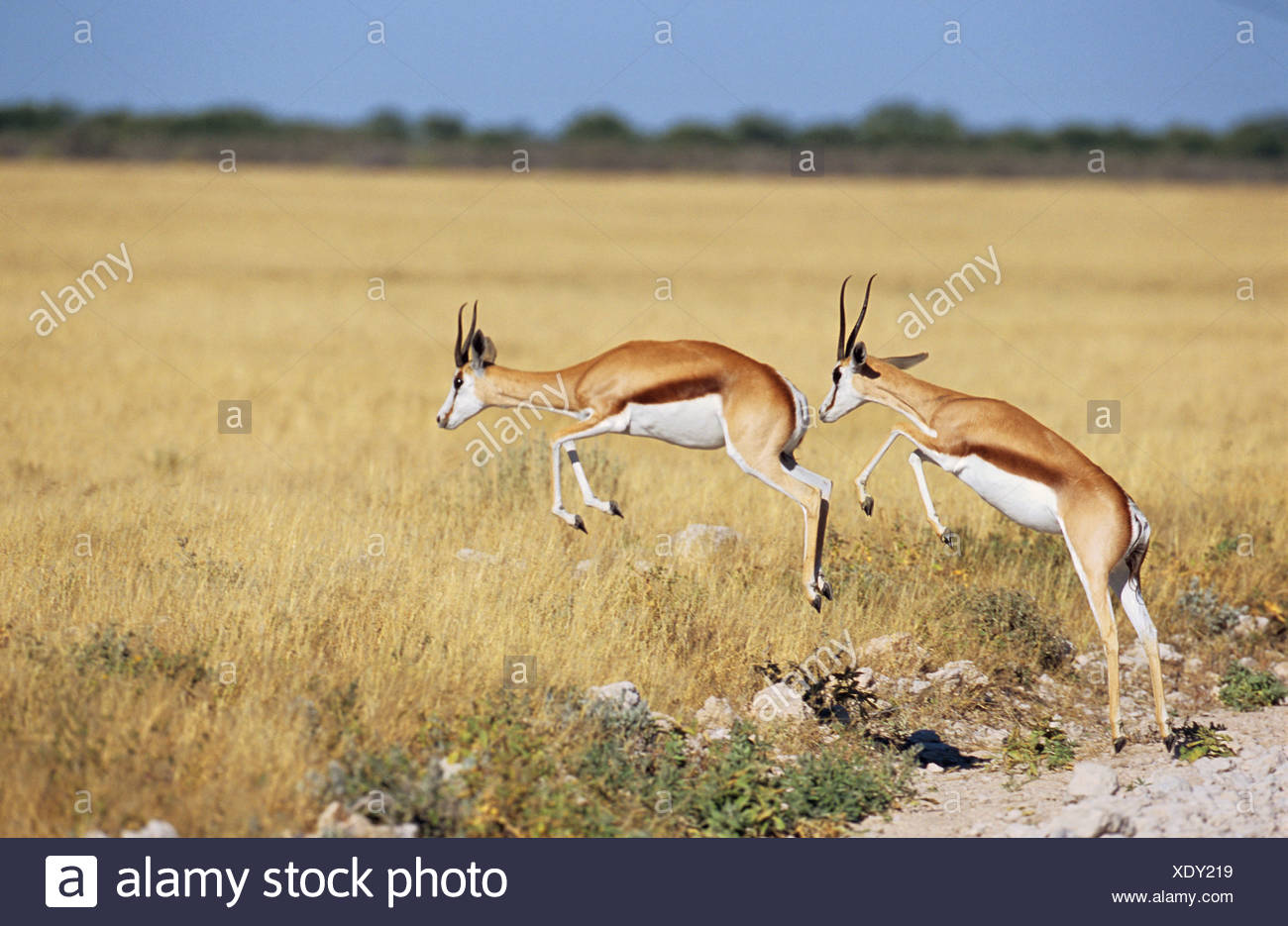 Springbok Jump Stock Photos & Springbok Jump Stock Images - Alamy