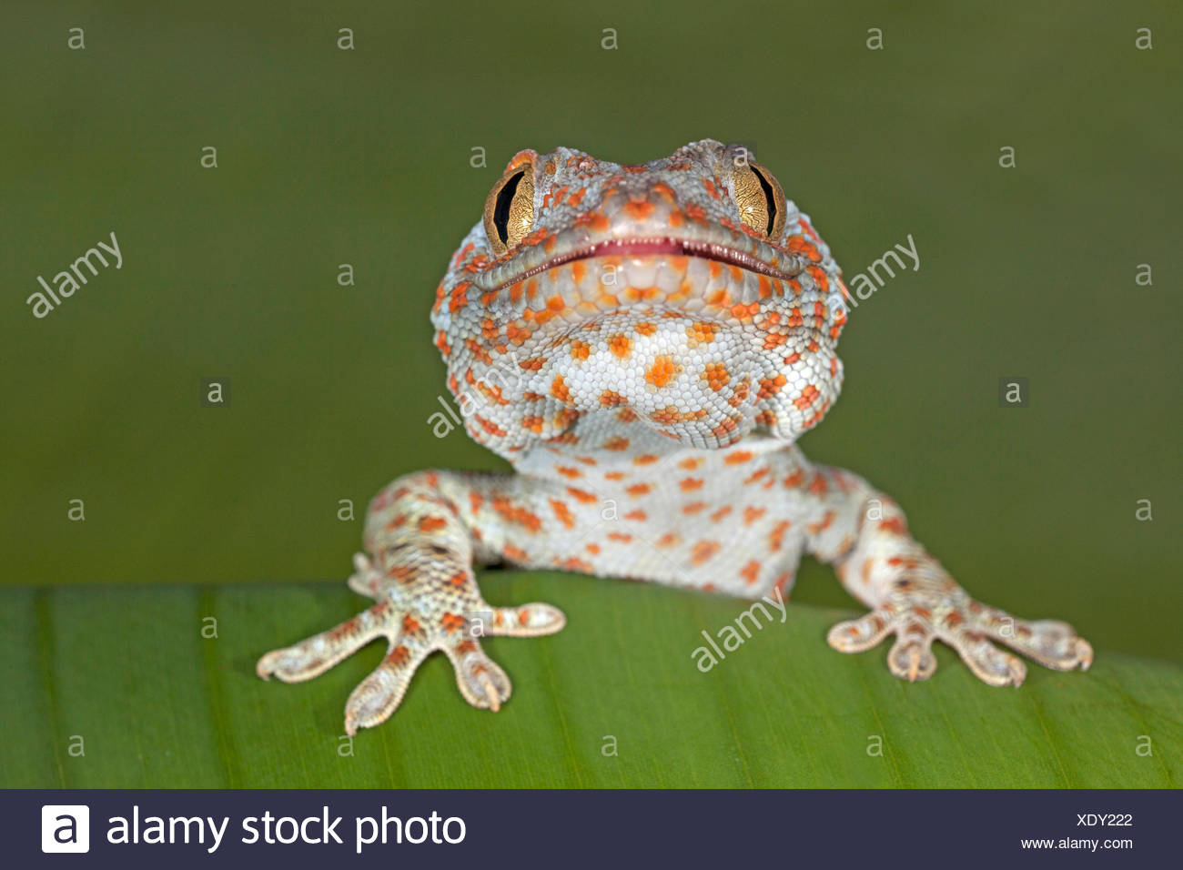 Tokeh High Resolution Stock Photography and Images - Alamy