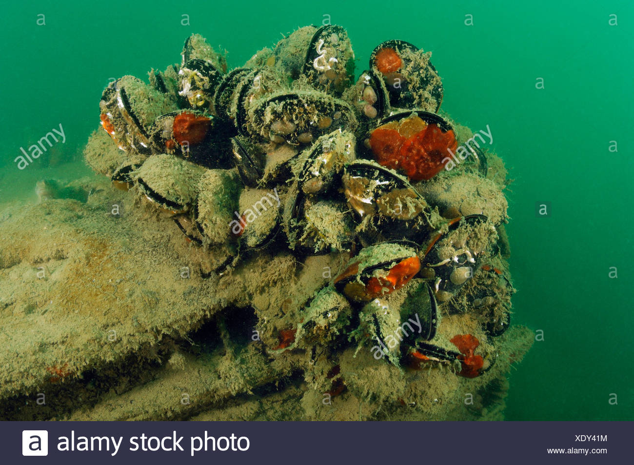 Edible Bivalves High Resolution Stock Photography and Images - Alamy