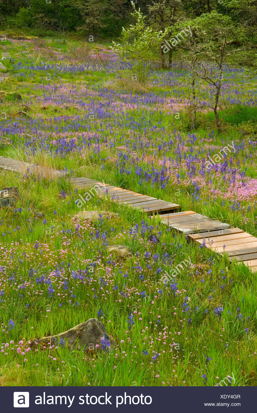 Field Of Camas High Resolution Stock Photography and Images - Alamy