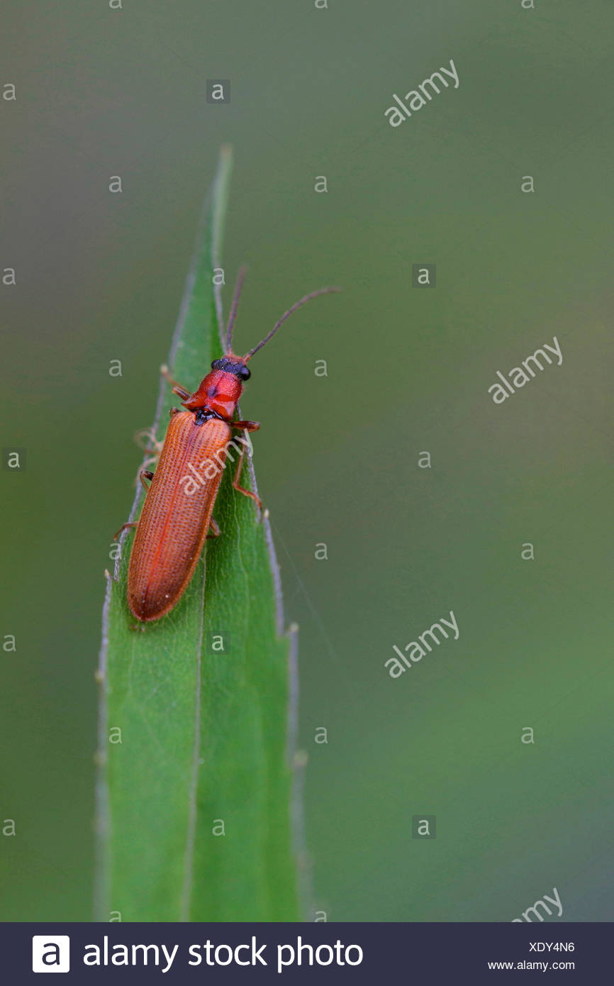 Click Beetles High Resolution Stock Photography and Images - Alamy