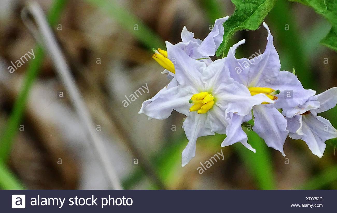 Common Nightshade High Resolution Stock Photography and Images - Alamy