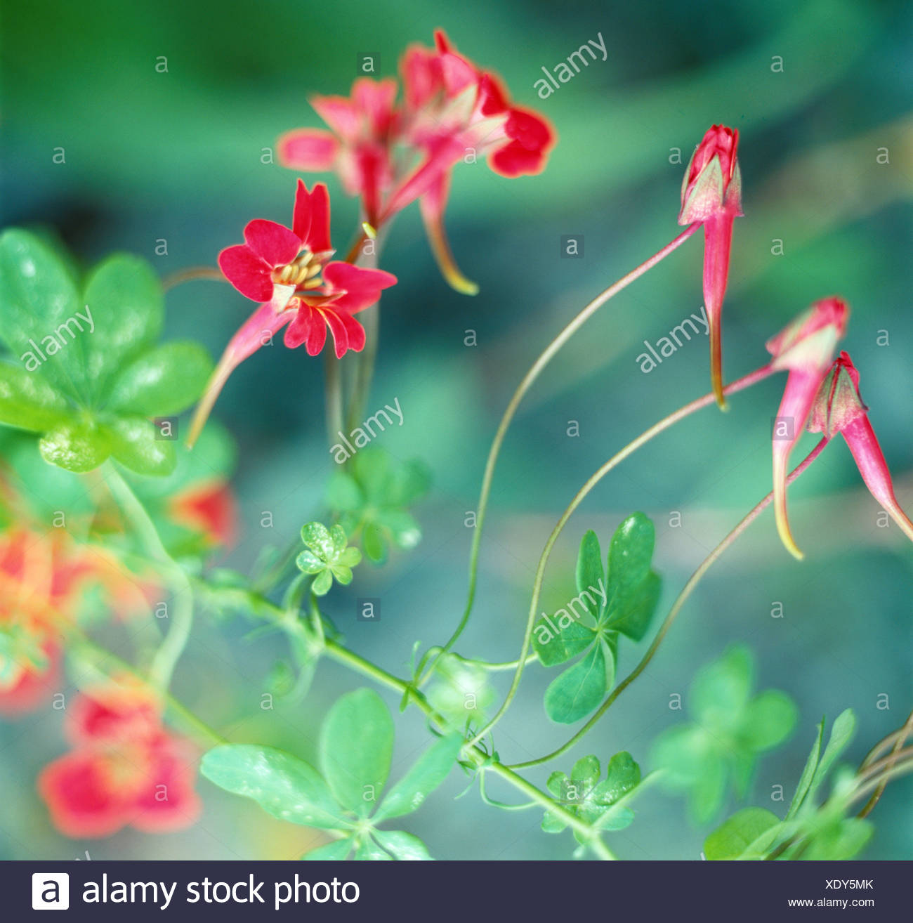 Tropaeolum Speciosum Scottish Flame Flower High Resolution Stock ...