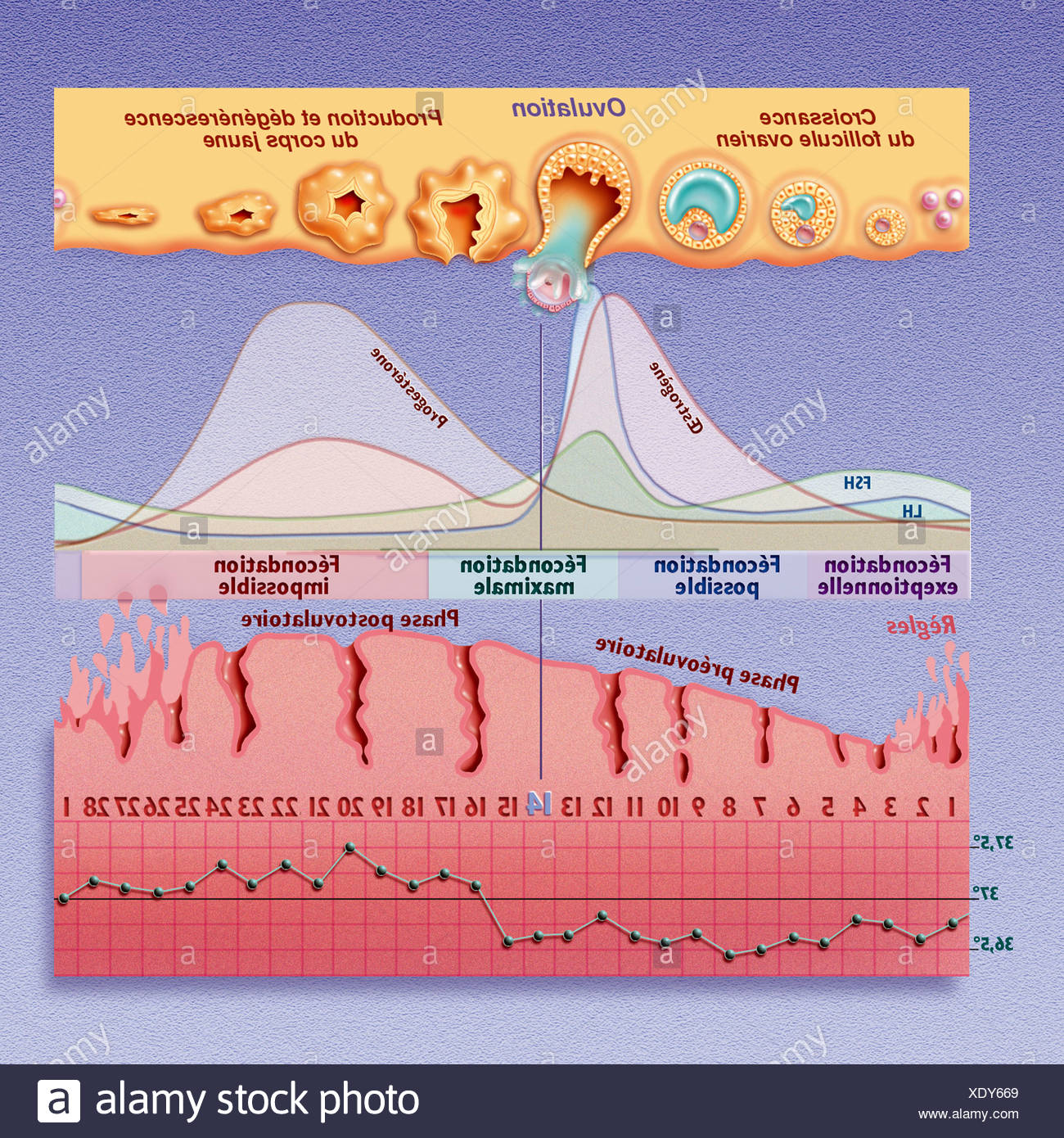 Menstrual Cycle Drawing Stock Photos & Menstrual Cycle Drawing Stock ...