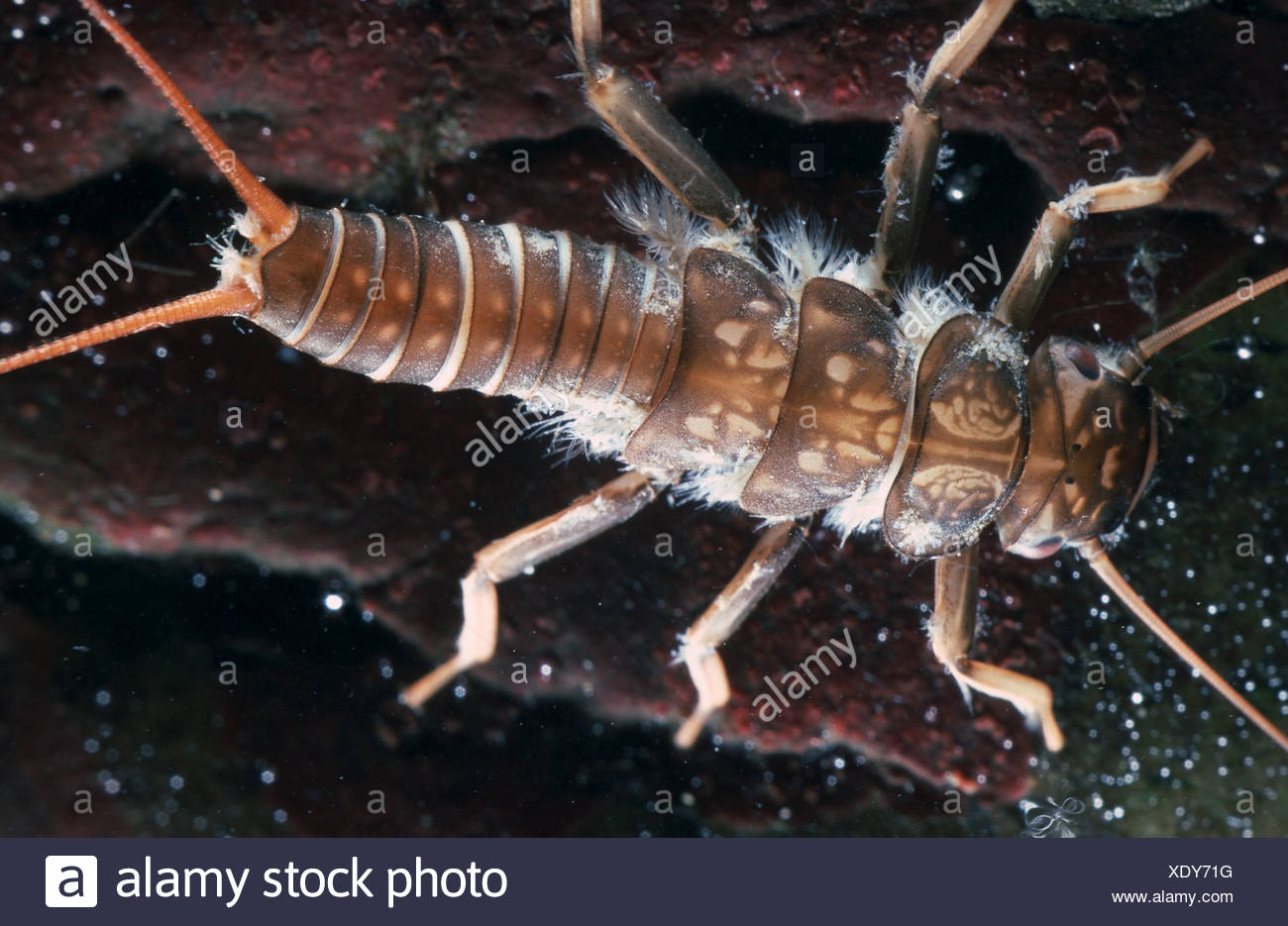Stonefly Dinocras Cephalotes High Resolution Stock Photography and ...