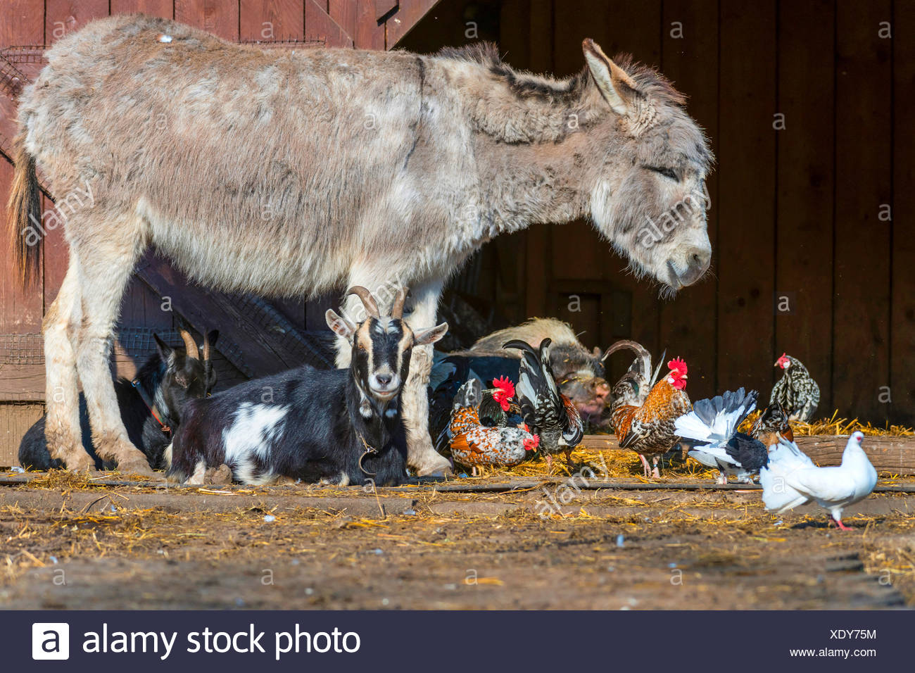 Goat Farm Chicken High Resolution Stock Photography and Images - Alamy